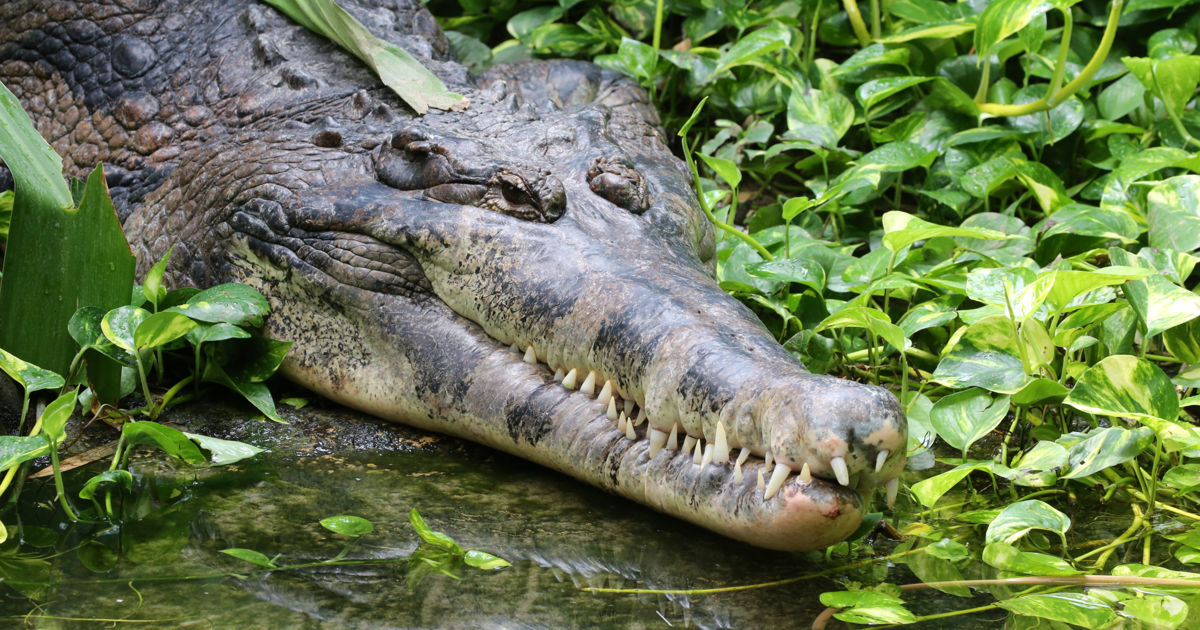 Onechte Gaviaal: Bijzonder reptiel in ARTIS | ARTIS