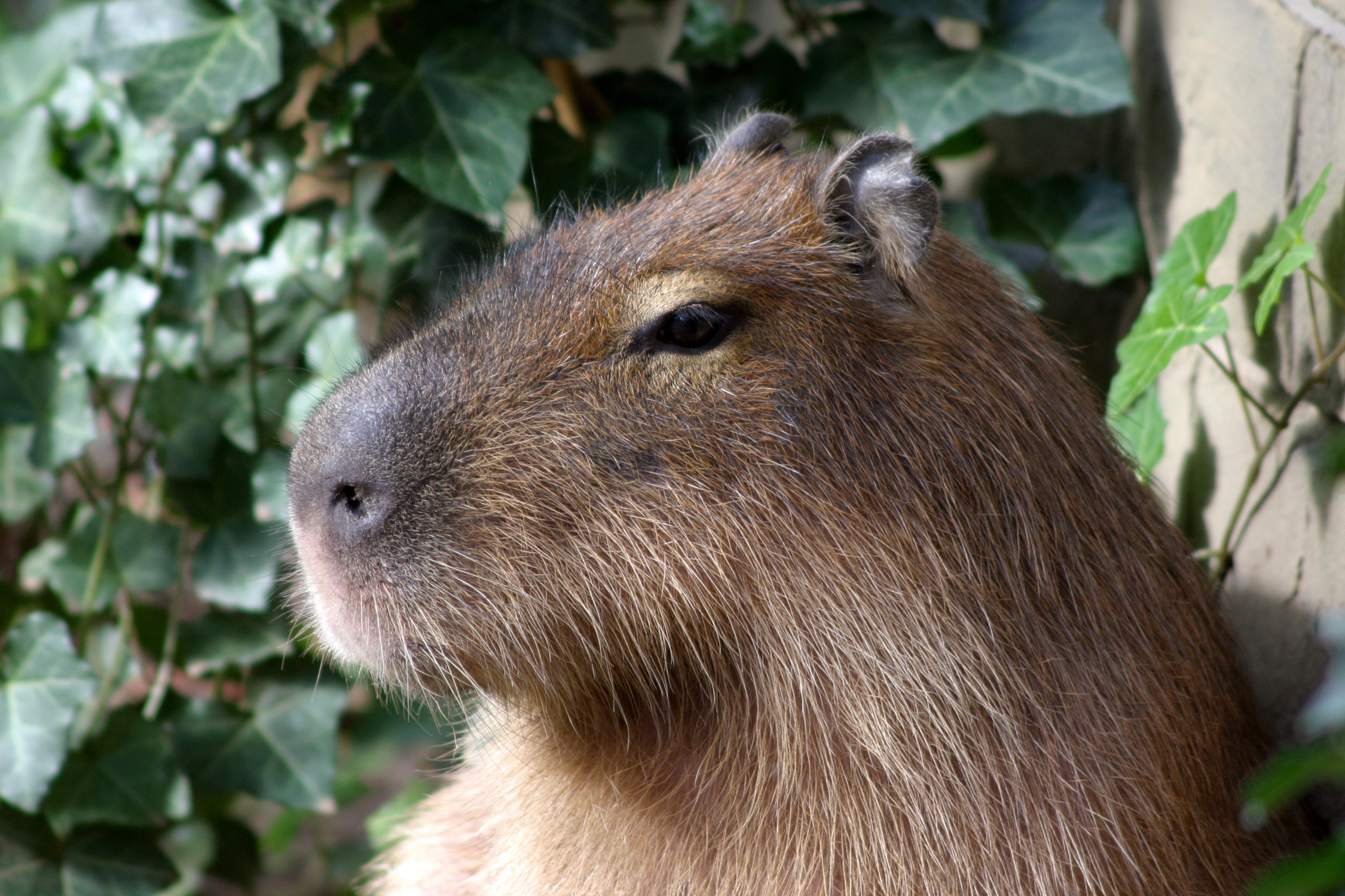 Capybara | World's Largest Rodent in ARTIS | ARTIS