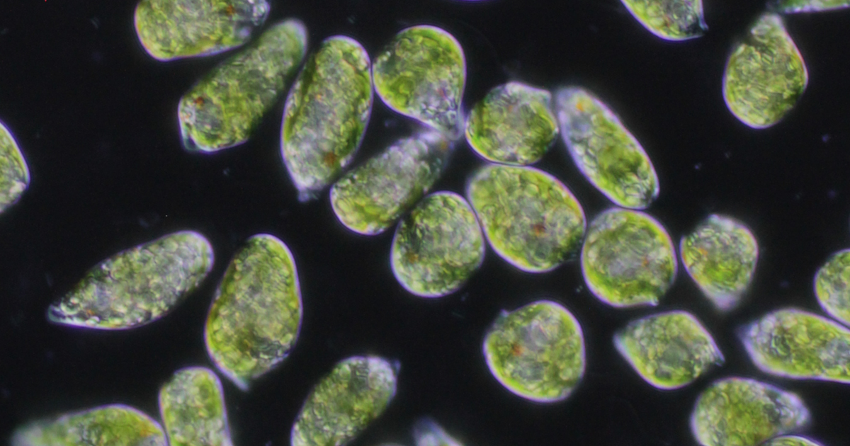 microbe of the month | ARTIS-Micropia | ARTIS