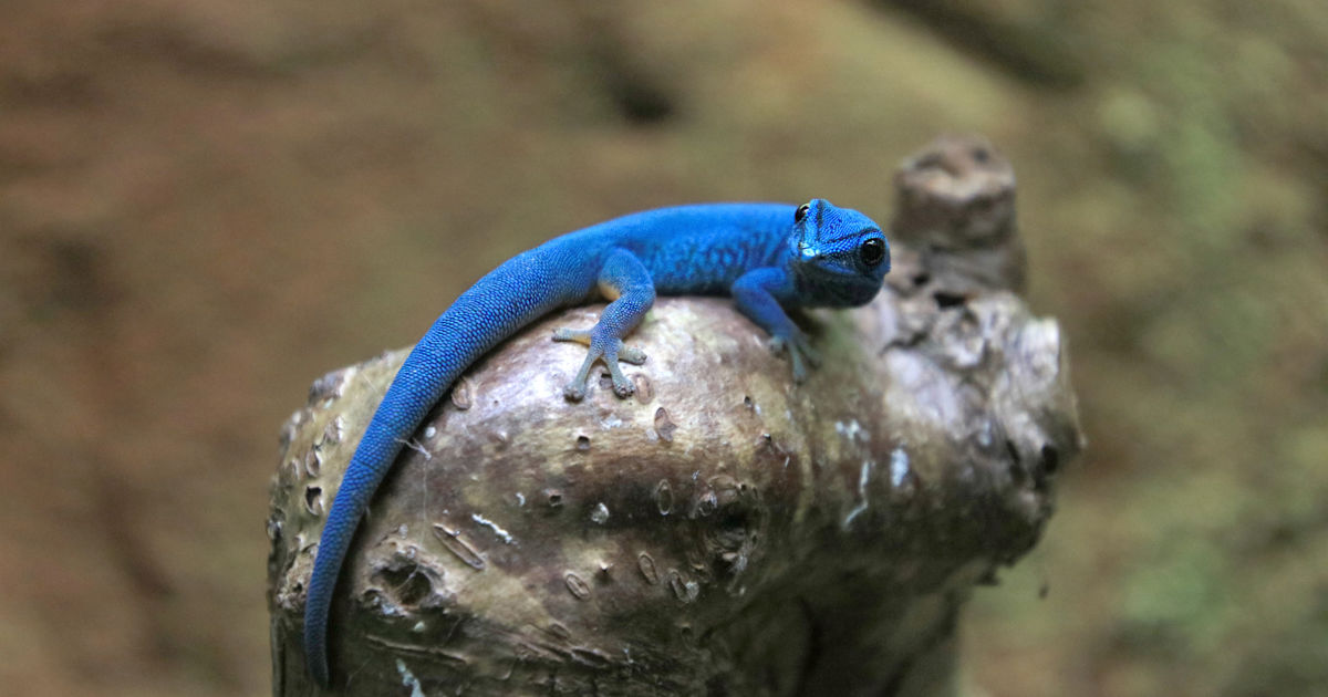 Turquoise dwarf gecko | ARTIS