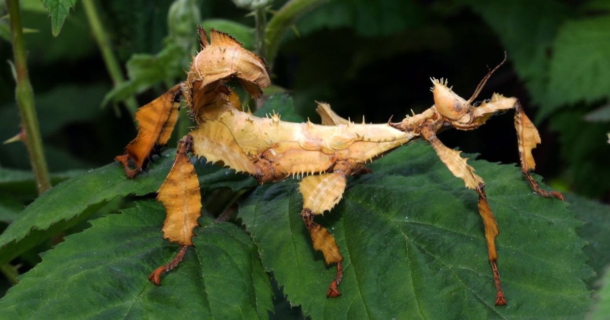 Giant prickly stick insect | ARTIS