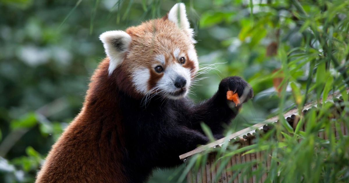 Kleine panda | ARTIS