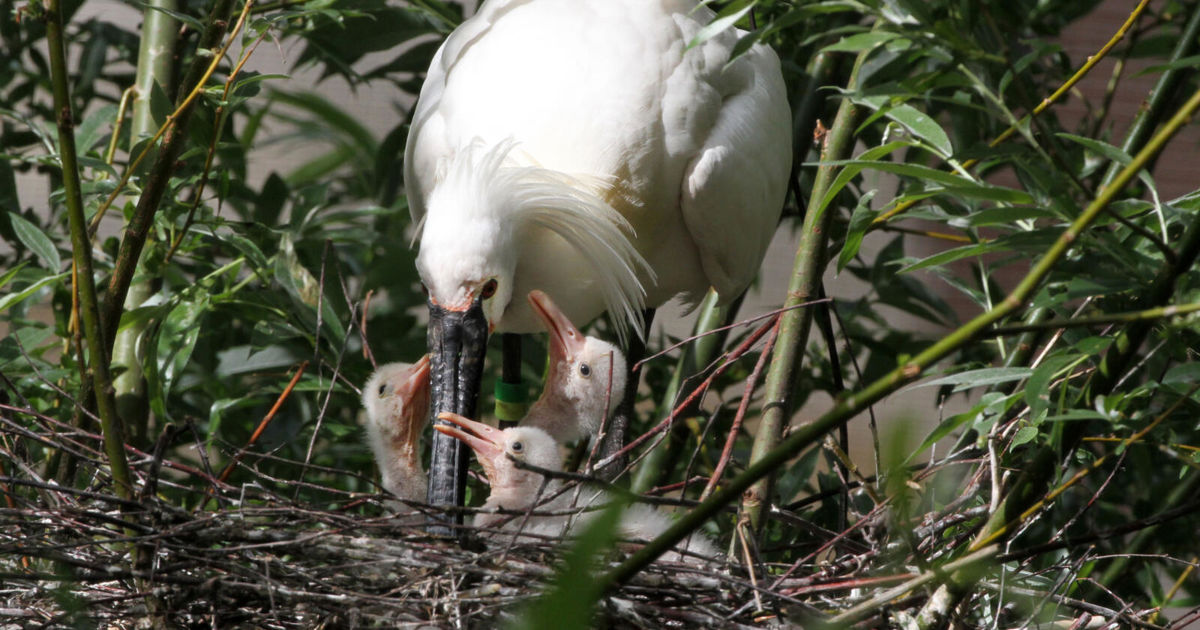 The zookeeper talks about the breeding season | ARTIS