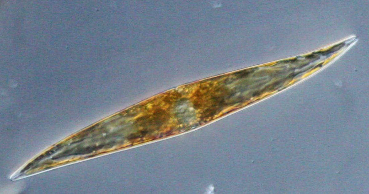 microbe of the month | ARTIS-Micropia | ARTIS