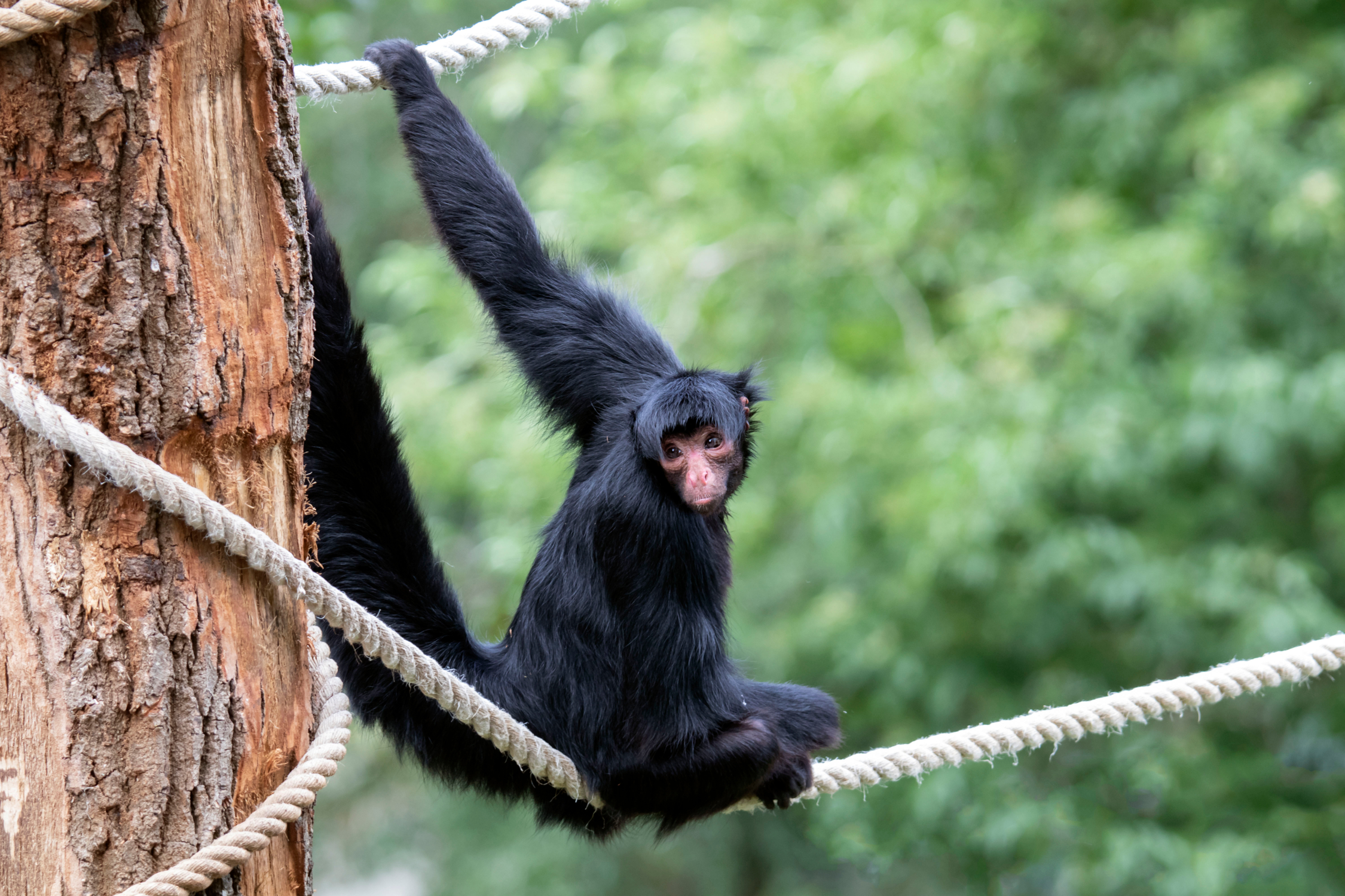 Zwarte slingeraap | Behendige klimmer in ARTIS | ARTIS