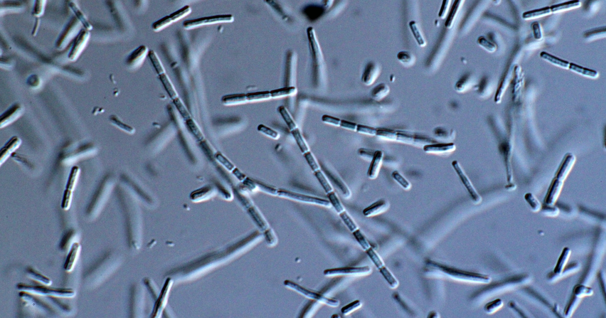 microbe of the month | ARTIS-Micropia | ARTIS