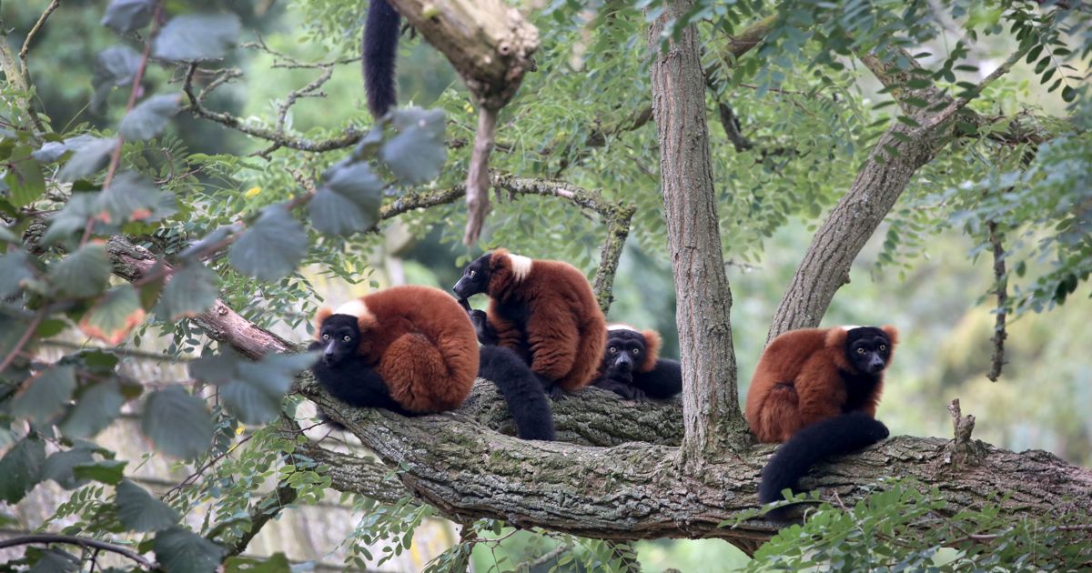 Word adoptant | ARTIS