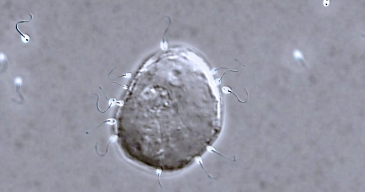 Reproduction | ARTIS