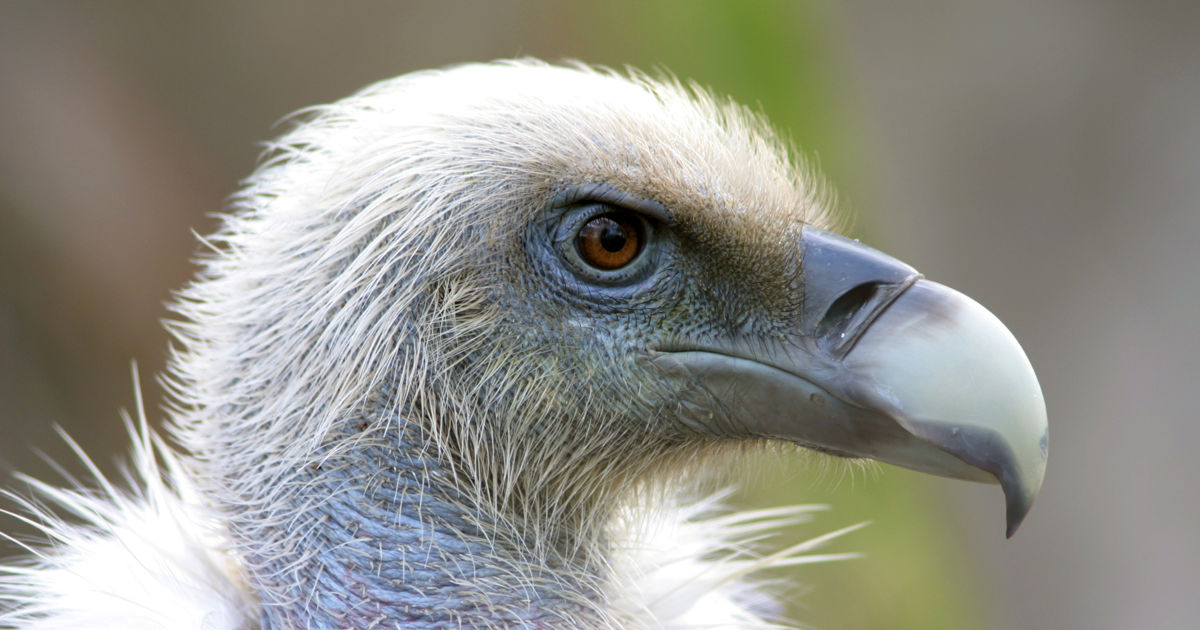 Vale gier | Imposante roofvogel in ARTIS | ARTIS