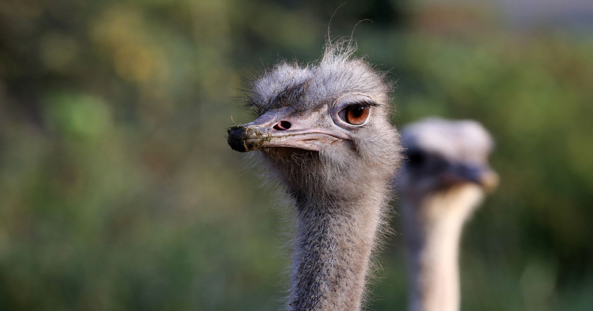 Common ostrich | ARTIS