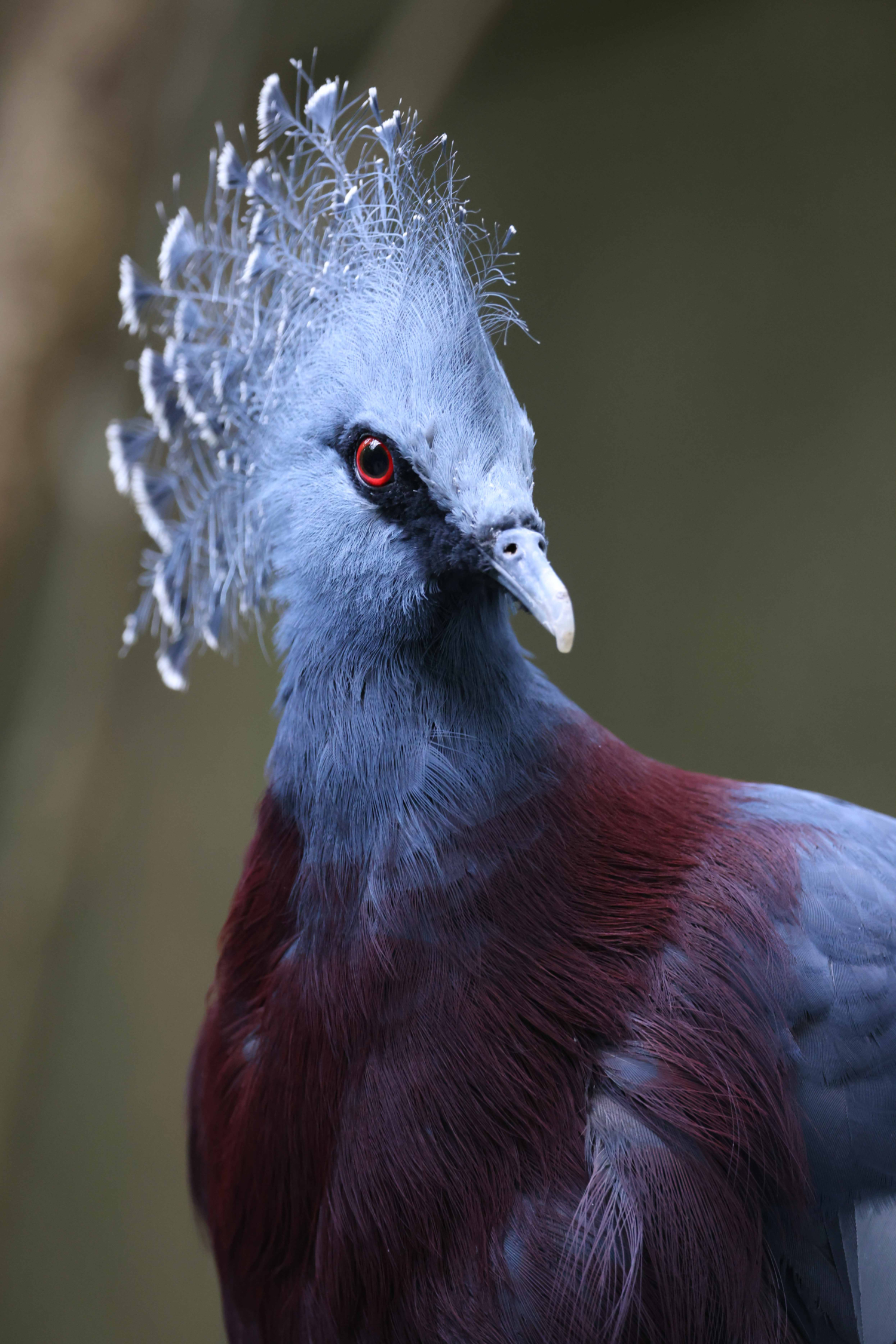 Victoria crowned pigeon | ARTIS