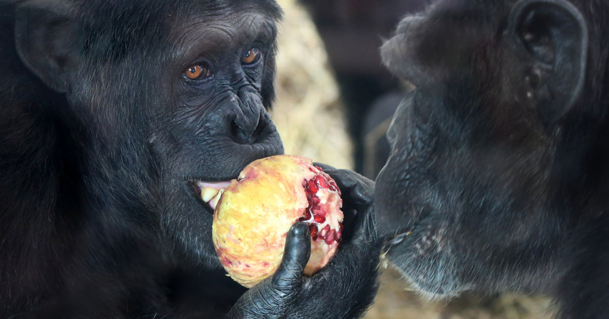 Mirror images? The evolution of our primate brain | ARTIS