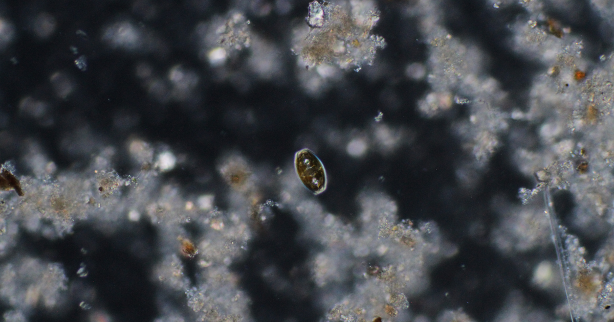 microbe of the month | ARTIS-Micropia | ARTIS